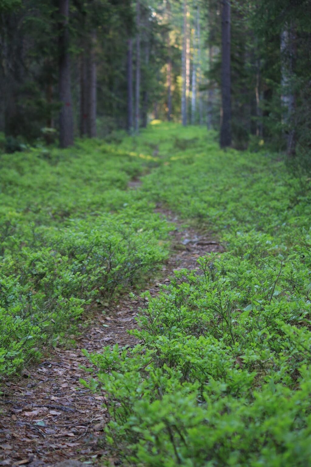 Marina Vista Saunalautta - Visit Rauma